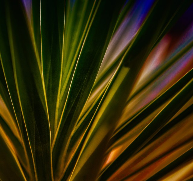Winners of the Macro/Closeup Photo Contest Announced